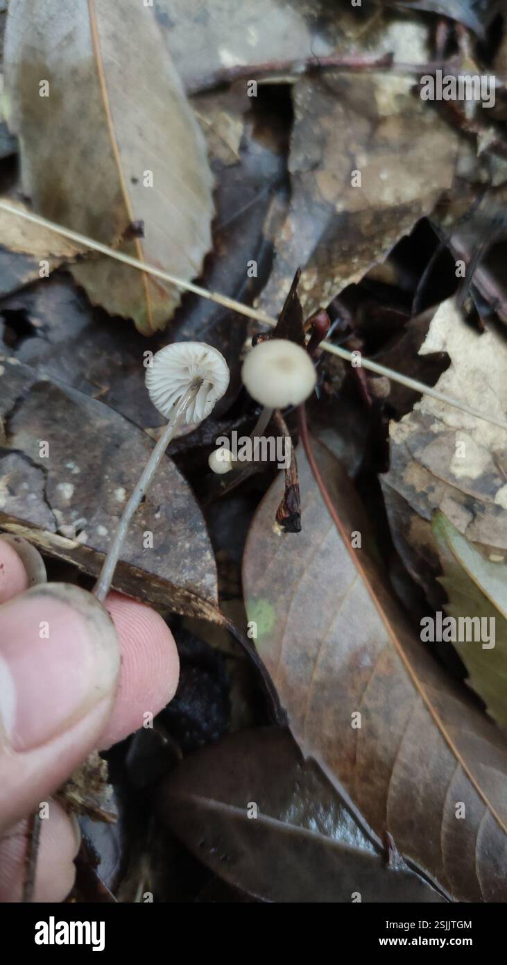 Dripping Bonnet (Roridomyces roridus), Fungi, Hangzhou, CN-ZJ, CN Stock ...