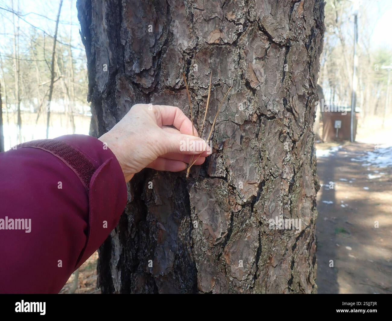 pitch pine (Pinus rigida), Plantae, Franklin, Massachusetts, United ...