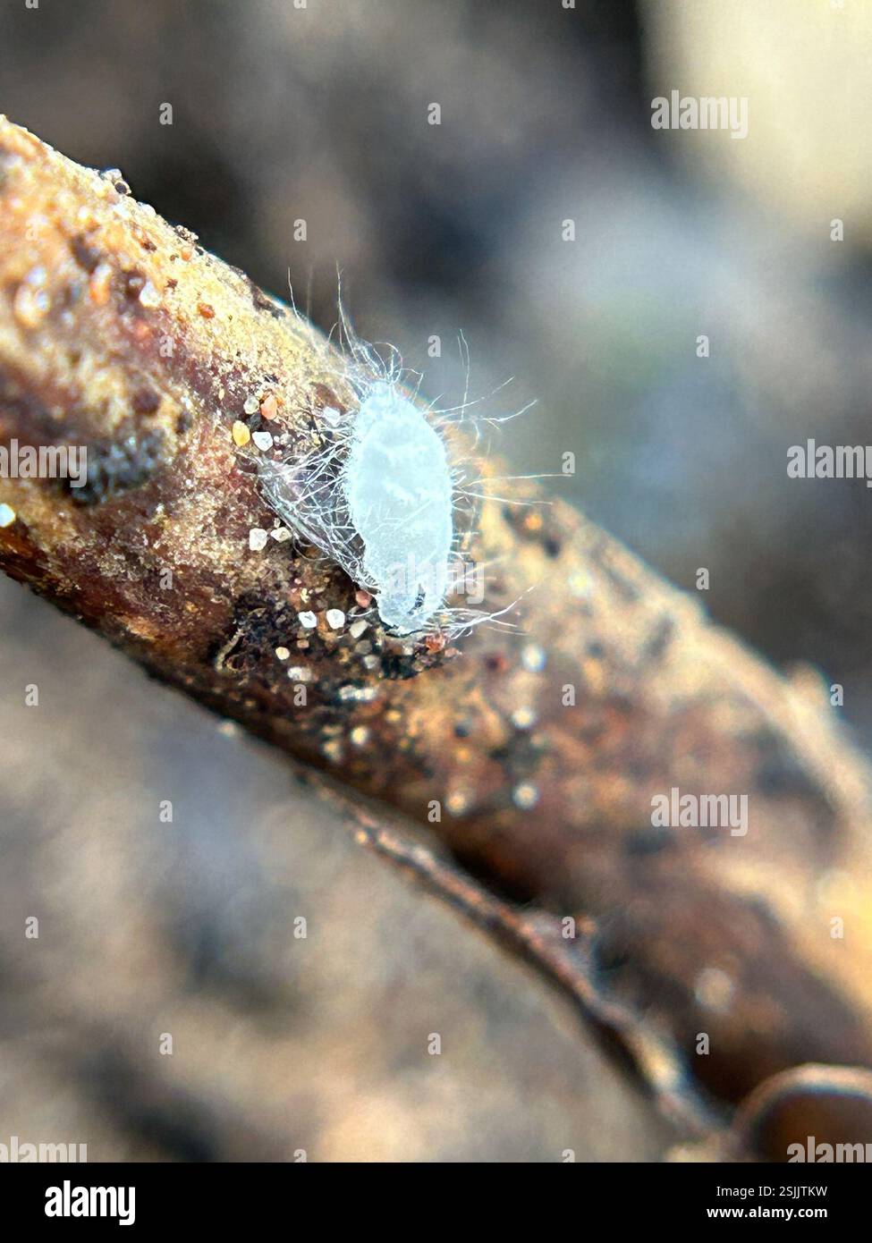(Erynia), Fungi, Alamo Dr, Los Osos, CA, US Stock Photo - Alamy