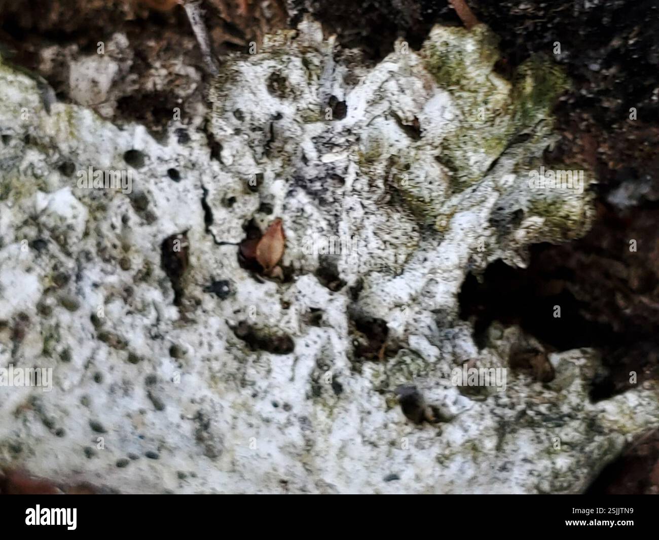 shelf fungi (Polyporales), Fungi, Alachua, Florida, United States Stock ...