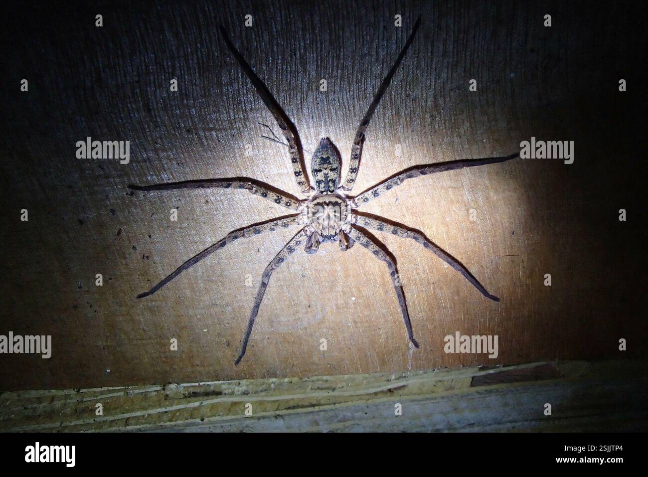Long-legged Huntsman Spider (Heteropoda longipes), Arachnida, 62 ...