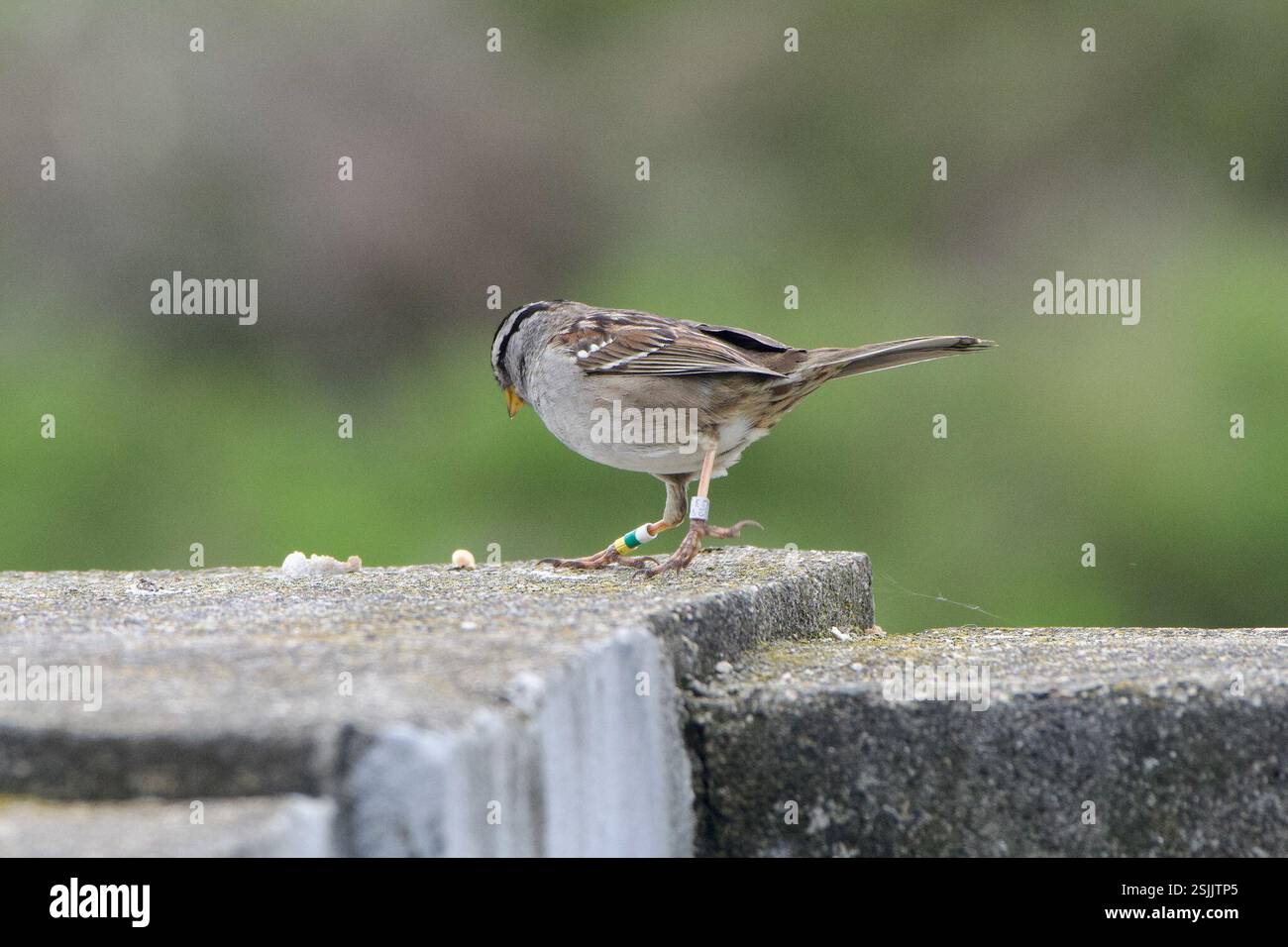 White-crowned Sparrow (Zonotrichia leucophrys), Aves, Lake Merced, San ...