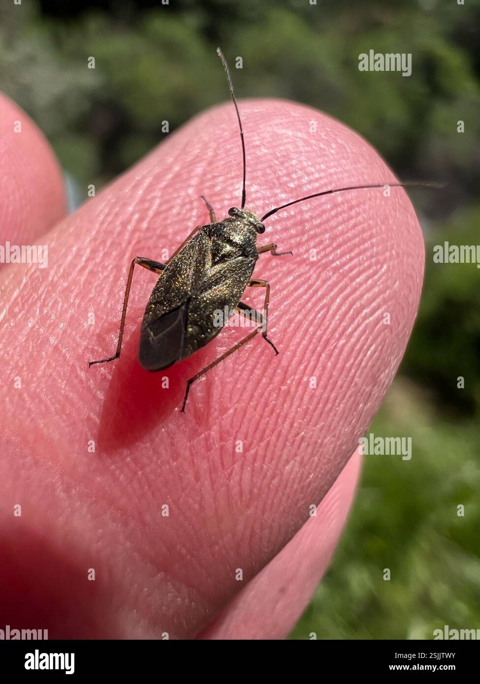 (Irbisia), Insecta, Los Padres National Forest, Santa Barbara, CA, US ...