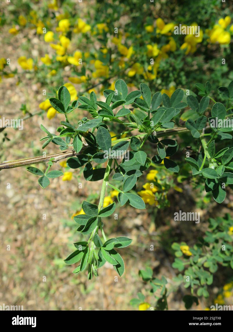 (Cytisus arboreus), Plantae, Grândola, Portugal Stock Photo - Alamy