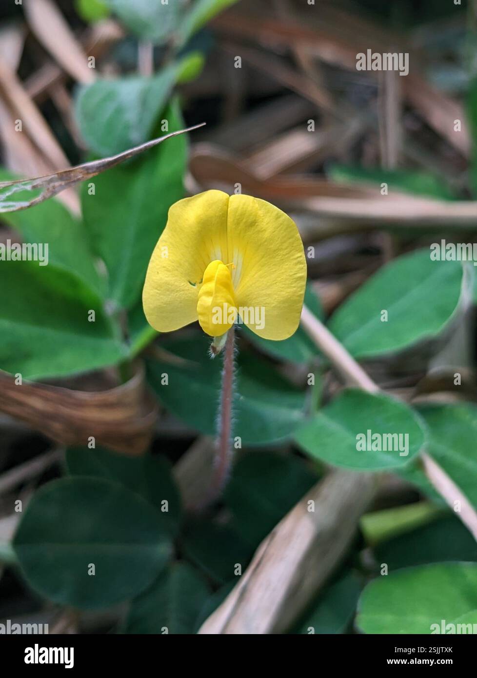 pinto peanut (Arachis pintoi), Plantae, Patulul, Guatemala Stock Photo ...