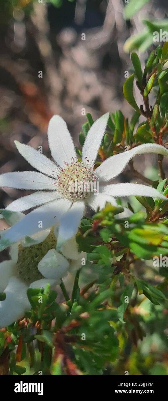 Flannel Flower (Actinotus helianthi), Plantae, Beecroft Peninsula NSW ...