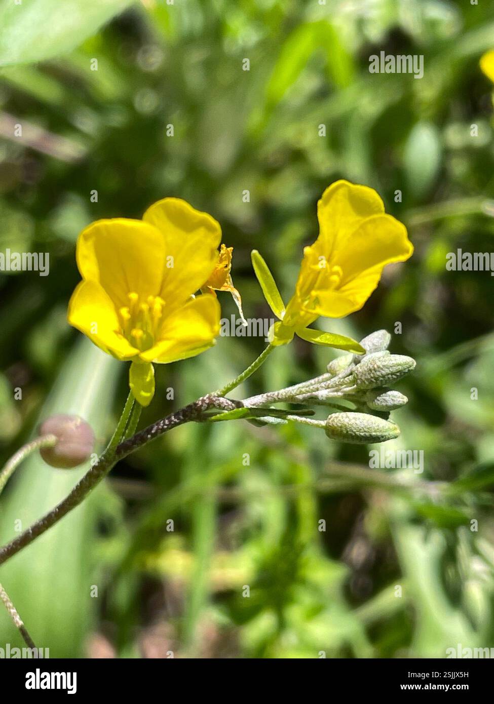 Gaslight Bladderpod (Physaria recurvata), Plantae, Killeen, TX, US ...