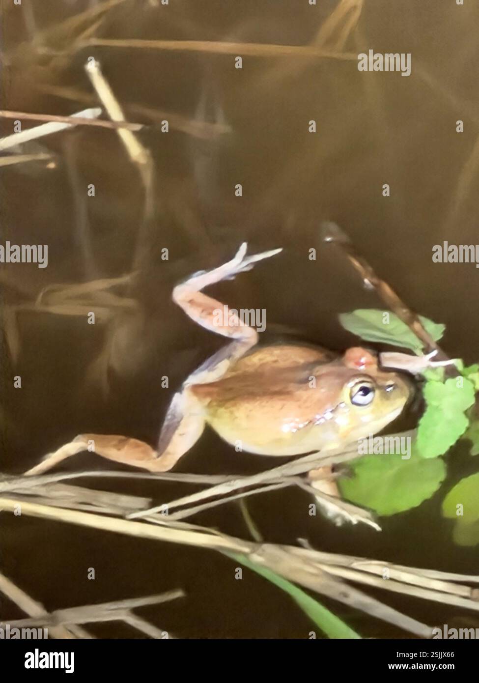 Ornate Burrowing Frog (Platyplectrum ornatum), Amphibia, Bouldercombe ...