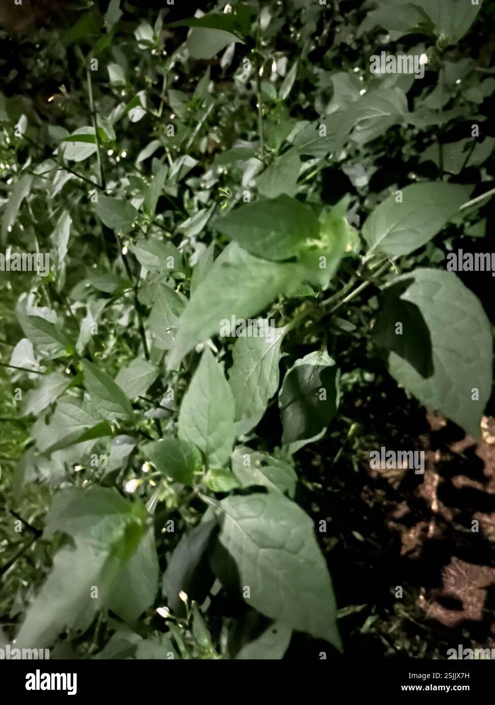 Black Nightshade Complex (Solanum nigrum), Plantae, North Island ...