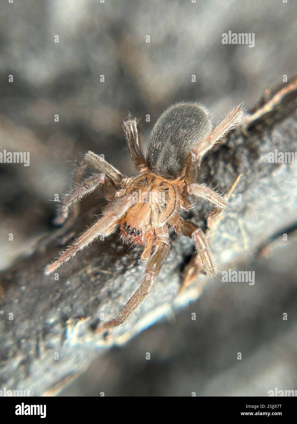 (Agroeca), Arachnida, Highland Dr, Los Osos, CA, US Stock Photo - Alamy