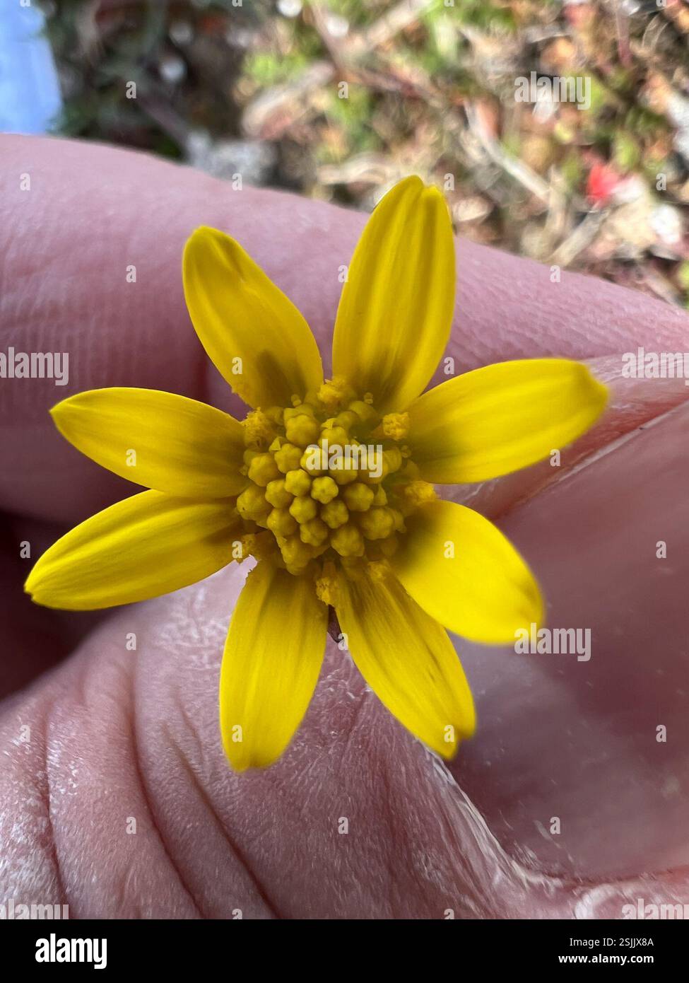 spring gold (Crocidium multicaule), Plantae, Columbia River Gorge ...