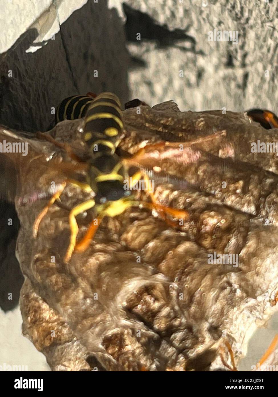 Asian paper wasp nz hi-res stock photography and images - Alamy