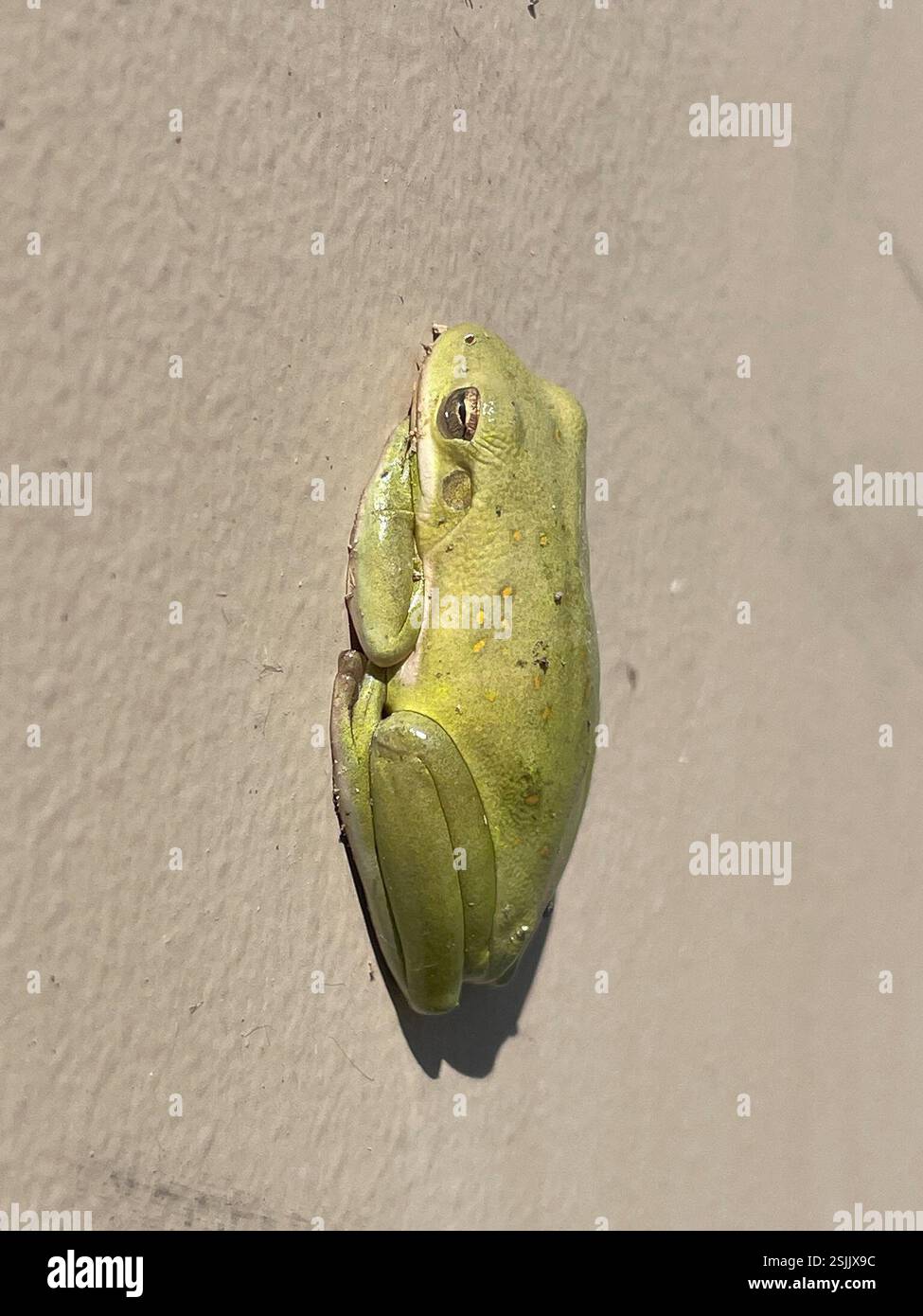 Green Treefrog (Hyla cinerea), Amphibia, Pintail Ln, Natchez, MS, US, Pale likely from hiding in ...