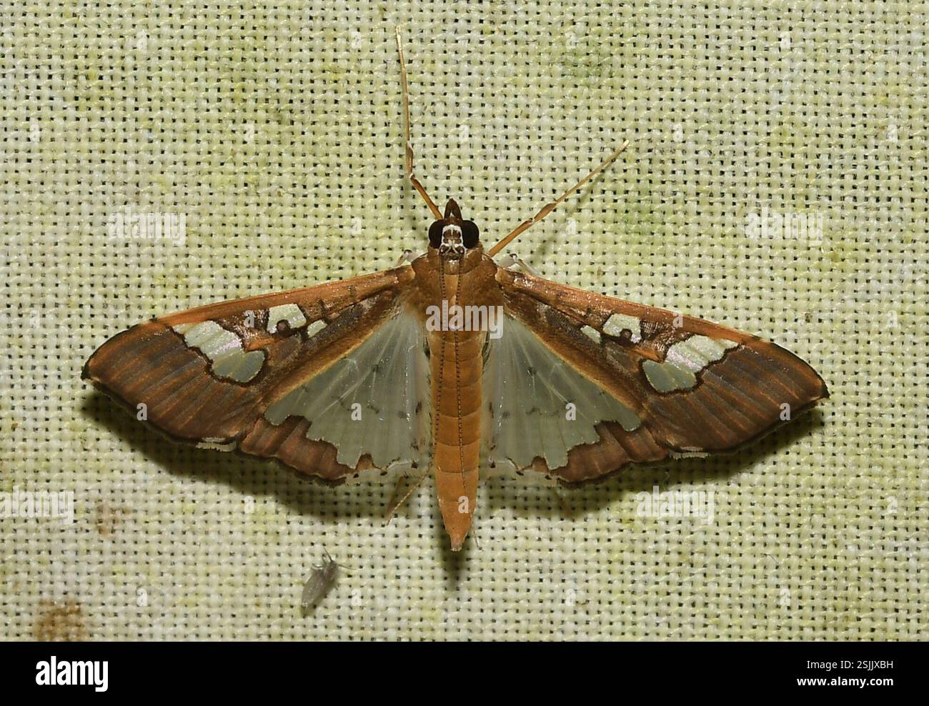 Mung Bean Moth (Maruca vitrata), Insecta, Cabañas San Isidro, Cosanga ...