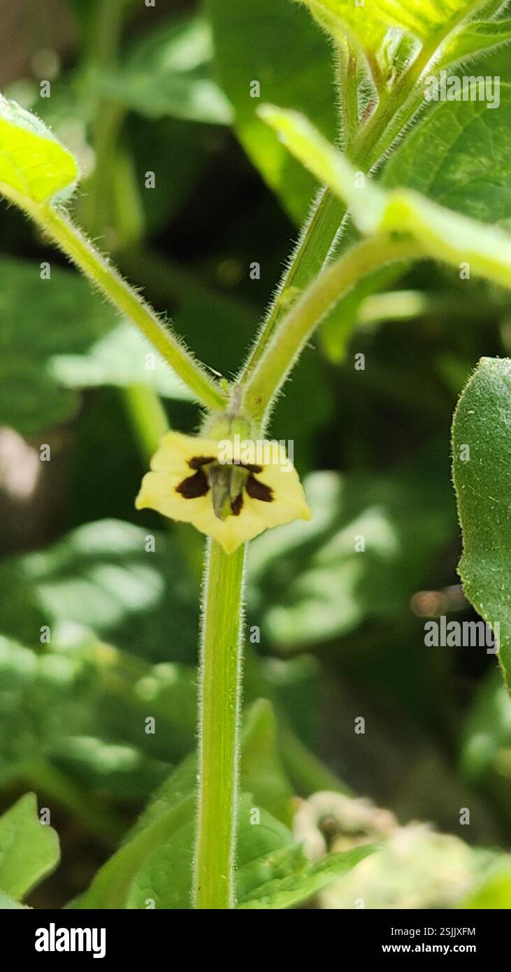 hairy groundcherry (Physalis pubescens), Plantae, Loreto, MX-BS, MX ...