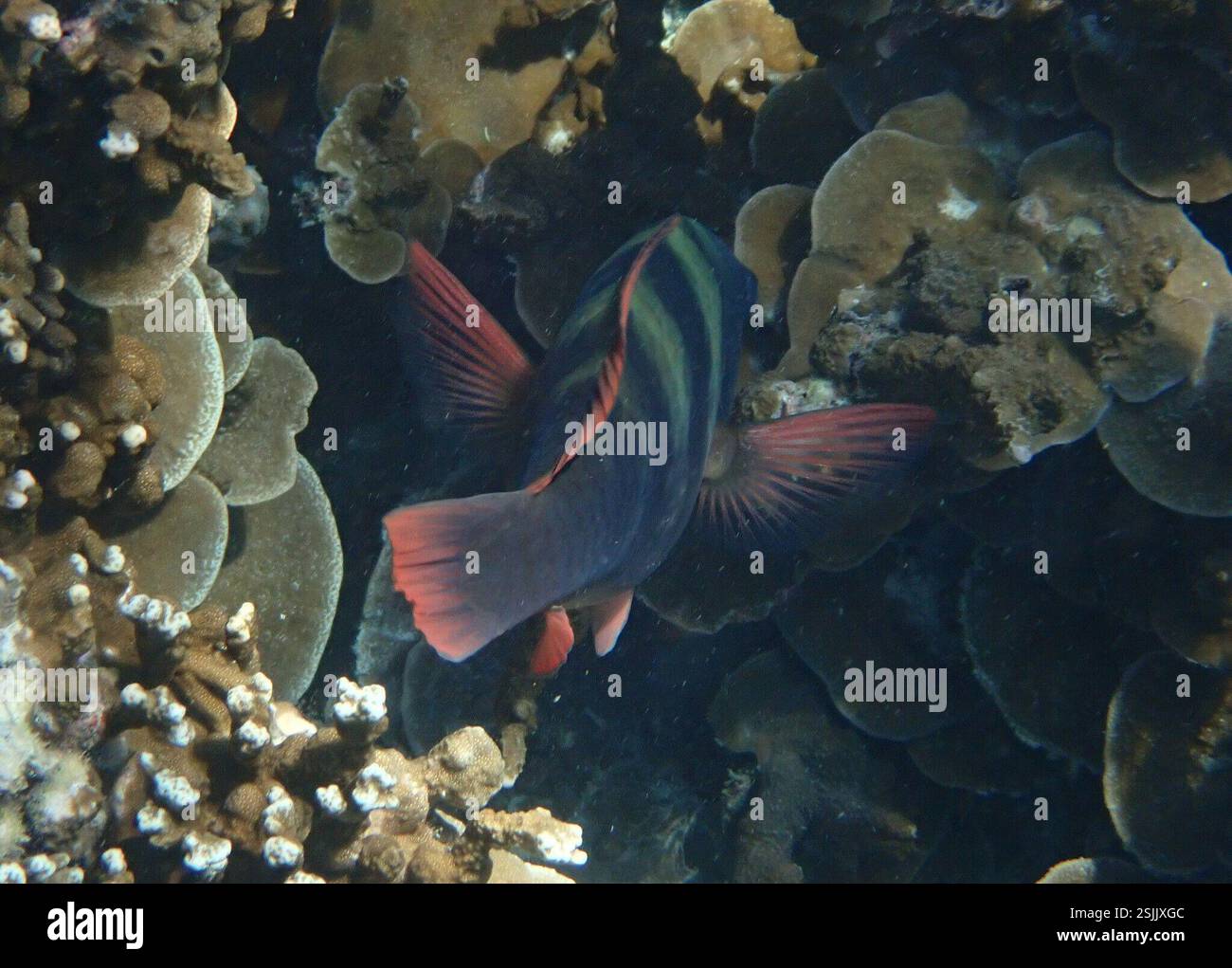 Bleeker's Parrotfish (Chlorurus bleekeri), Actinopterygii, Ko Surin, Ko ...