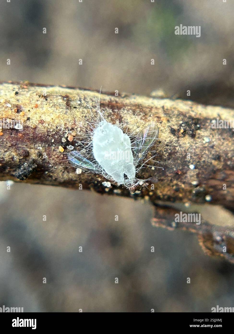 (Erynia), Fungi, Alamo Dr, Los Osos, CA, US Stock Photo - Alamy