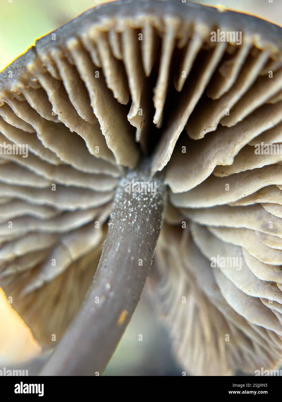 (Entolomataceae), Fungi, Alamo Dr, Los Osos, CA, US Stock Photo - Alamy