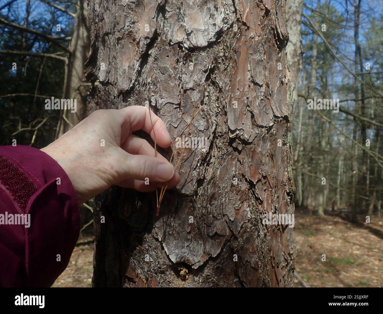 pitch pine (Pinus rigida), Plantae, Greenfield, MA 01301, USA Stock ...