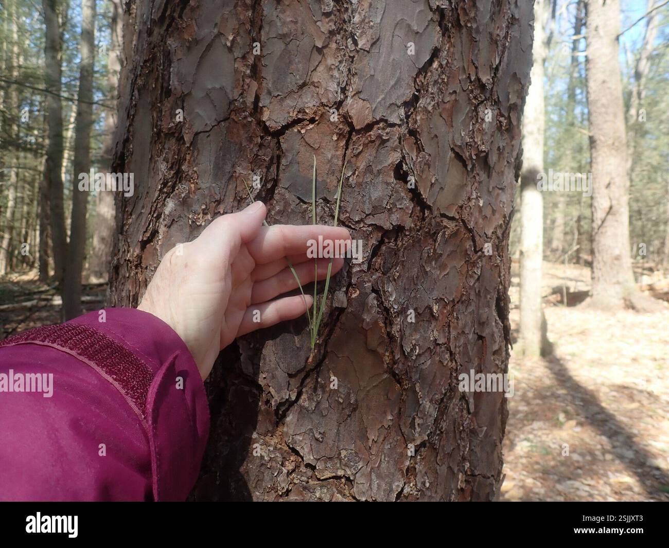 pitch pine (Pinus rigida), Plantae, Franklin, Massachusetts, United ...