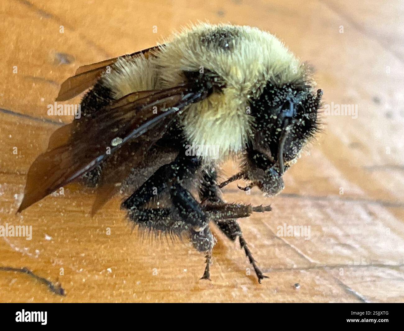 Two-spotted Bumble Bee (Bombus bimaculatus), Insecta, North Carolina ...