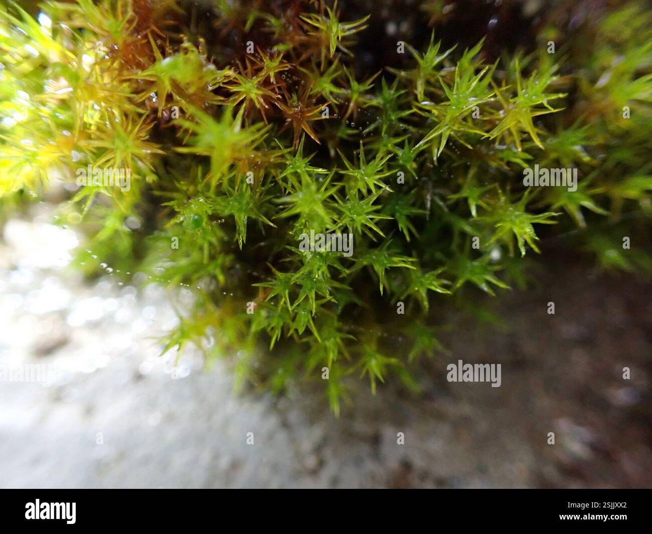 mosses (Bryophyta), Plantae, Hungduan, Ifugao, Philippines Stock Photo ...