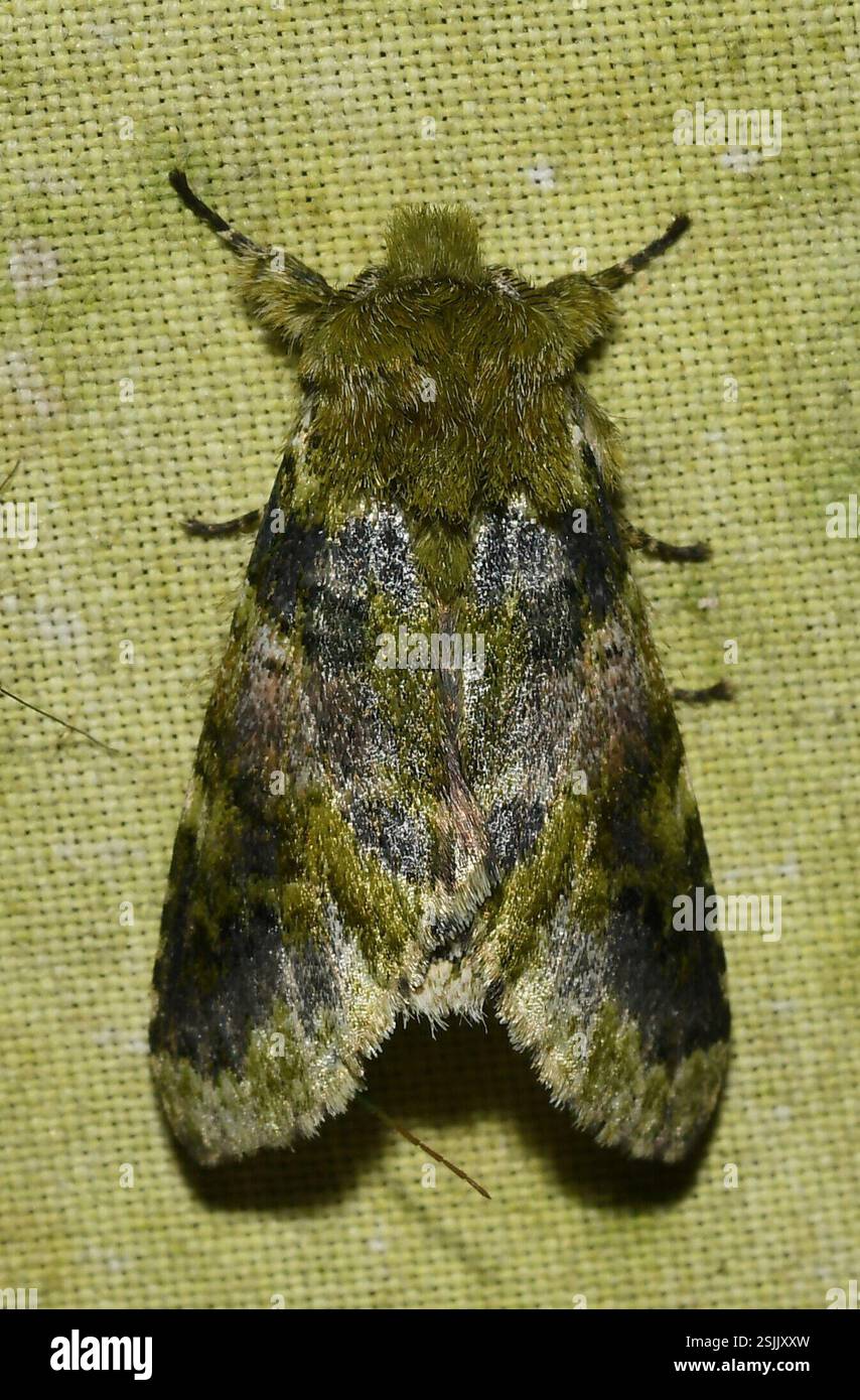 Butterflies and Moths (Lepidoptera), Insecta, Cabañas San Isidro ...