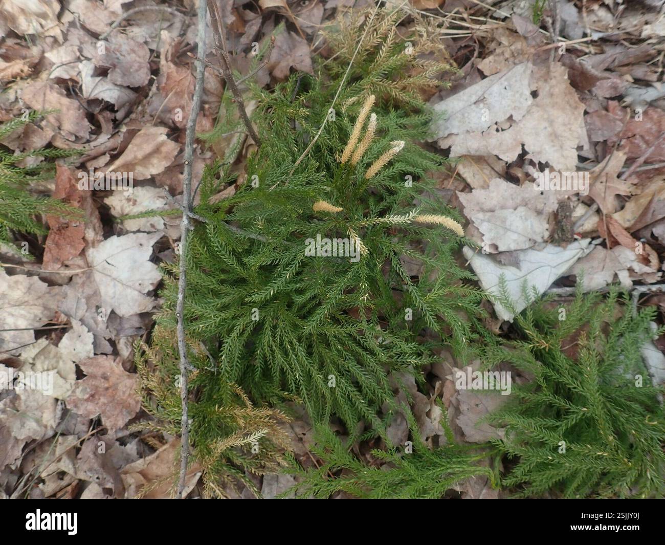 Hickey's tree-clubmoss (Dendrolycopodium hickeyi), Plantae, South ...