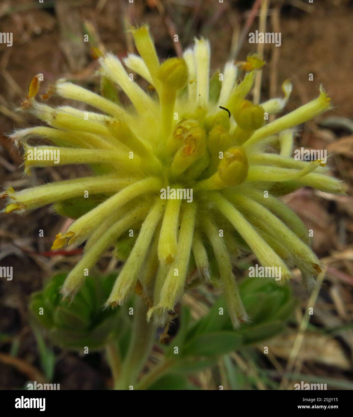 Yellowhead Curryflower (Lasiosiphon kraussianus), Plantae, Giants ...