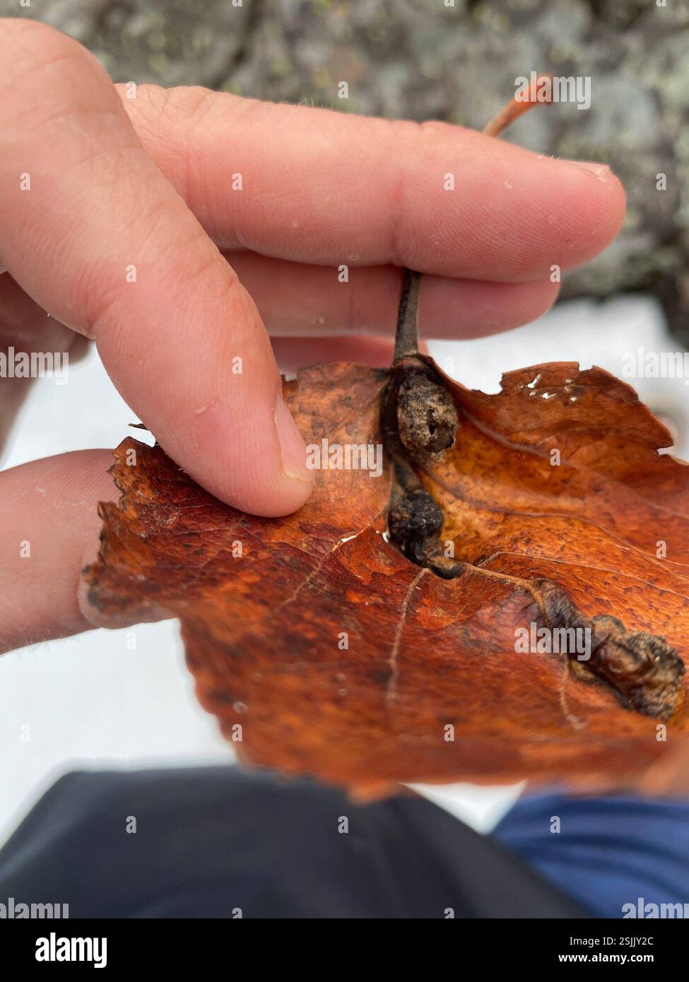 Poplar Leaf-stem Gall Aphids (Pemphigus), Insecta, Silver Bay, MN, US ...