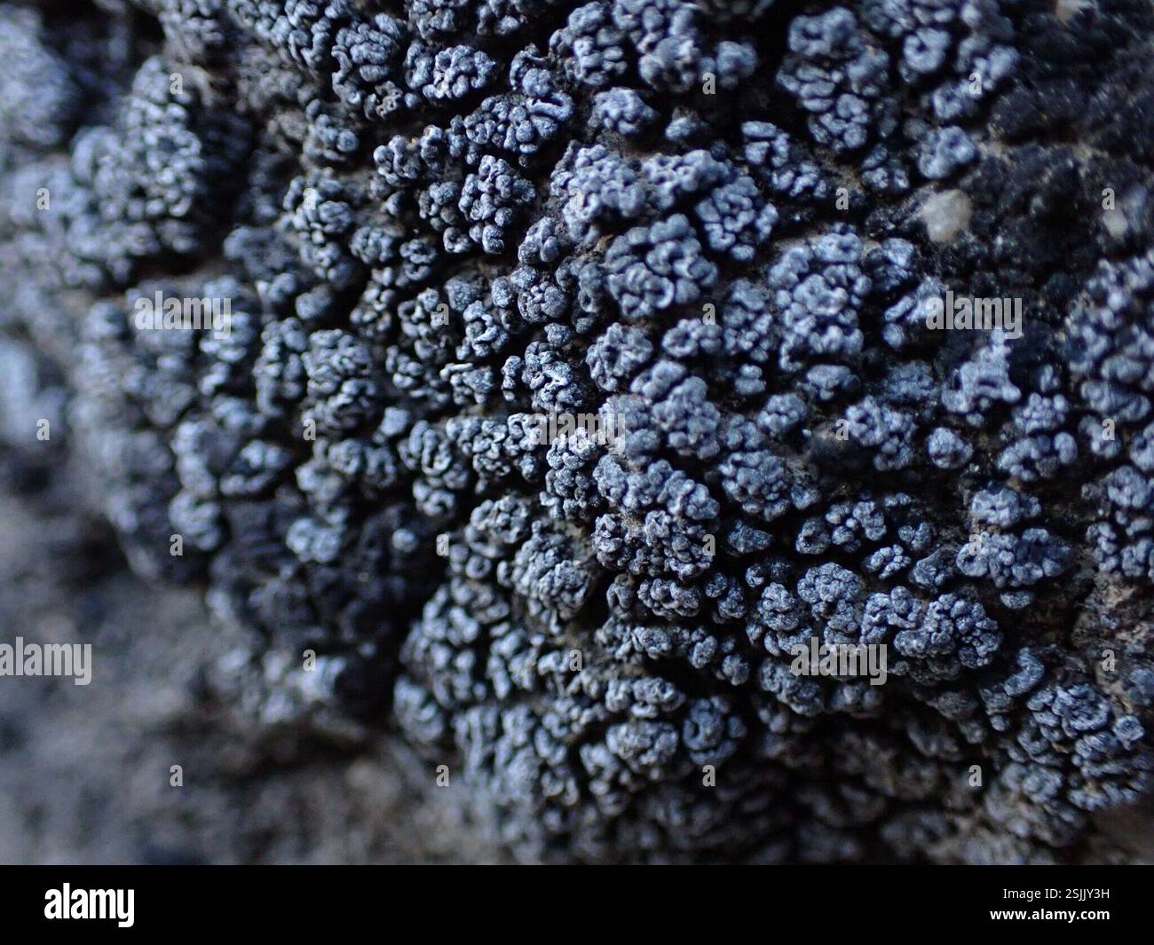 Ascomycete Fungi (Ascomycota), Fungi, Palm Desert, CA, USA, On mineral ...