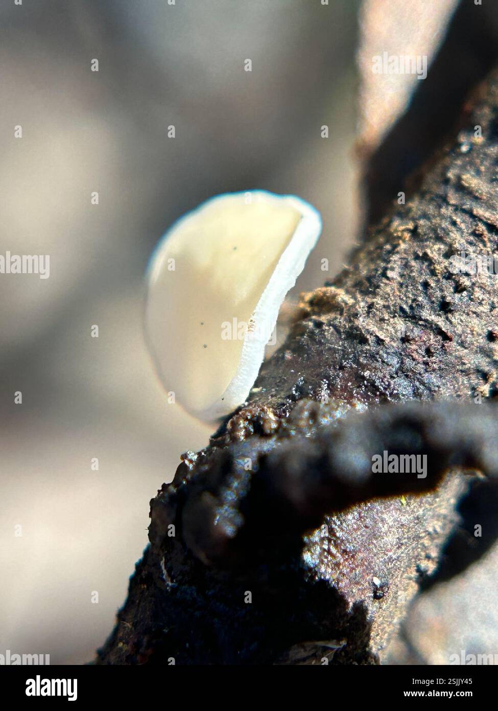 (Tatraea macrospora), Fungi, Sweet Springs Nature Preserve, Los Osos ...