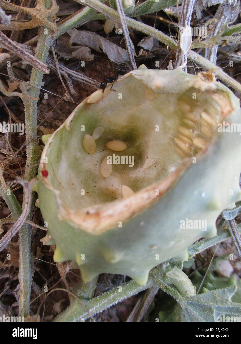 Messor Harvester Ants (Messor), Insecta, Erongo Region, Namibia Stock ...