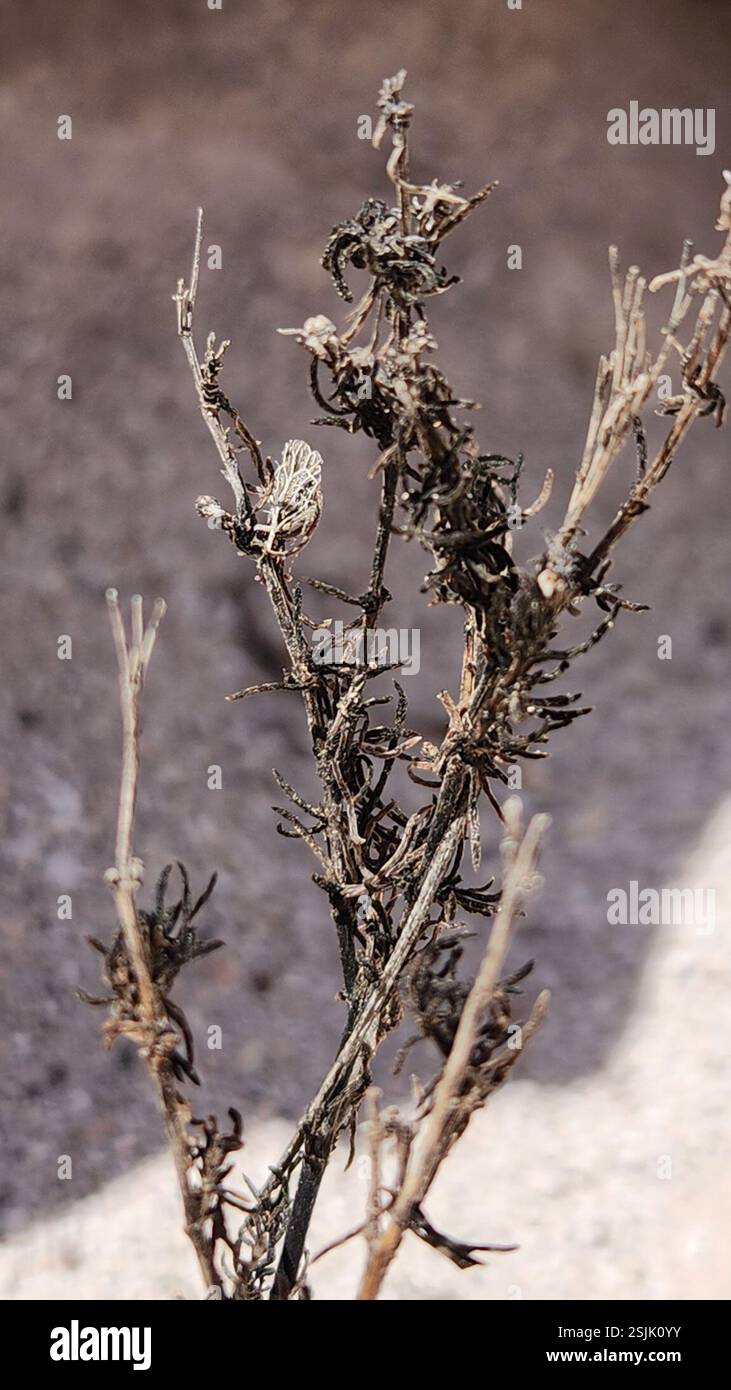 Singlewhorl Burrobrush (Ambrosia monogyra), Plantae, Bahía de Loreto ...