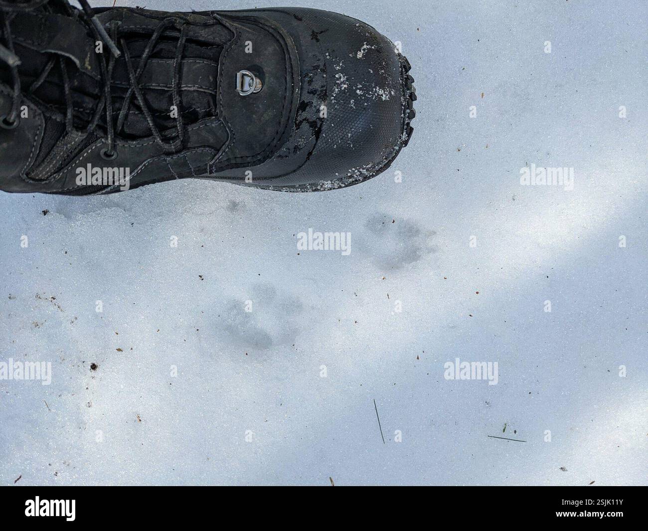 Coyote (Canis latrans), Mammalia, Pelham, ON, Canada, Didn't have a ...