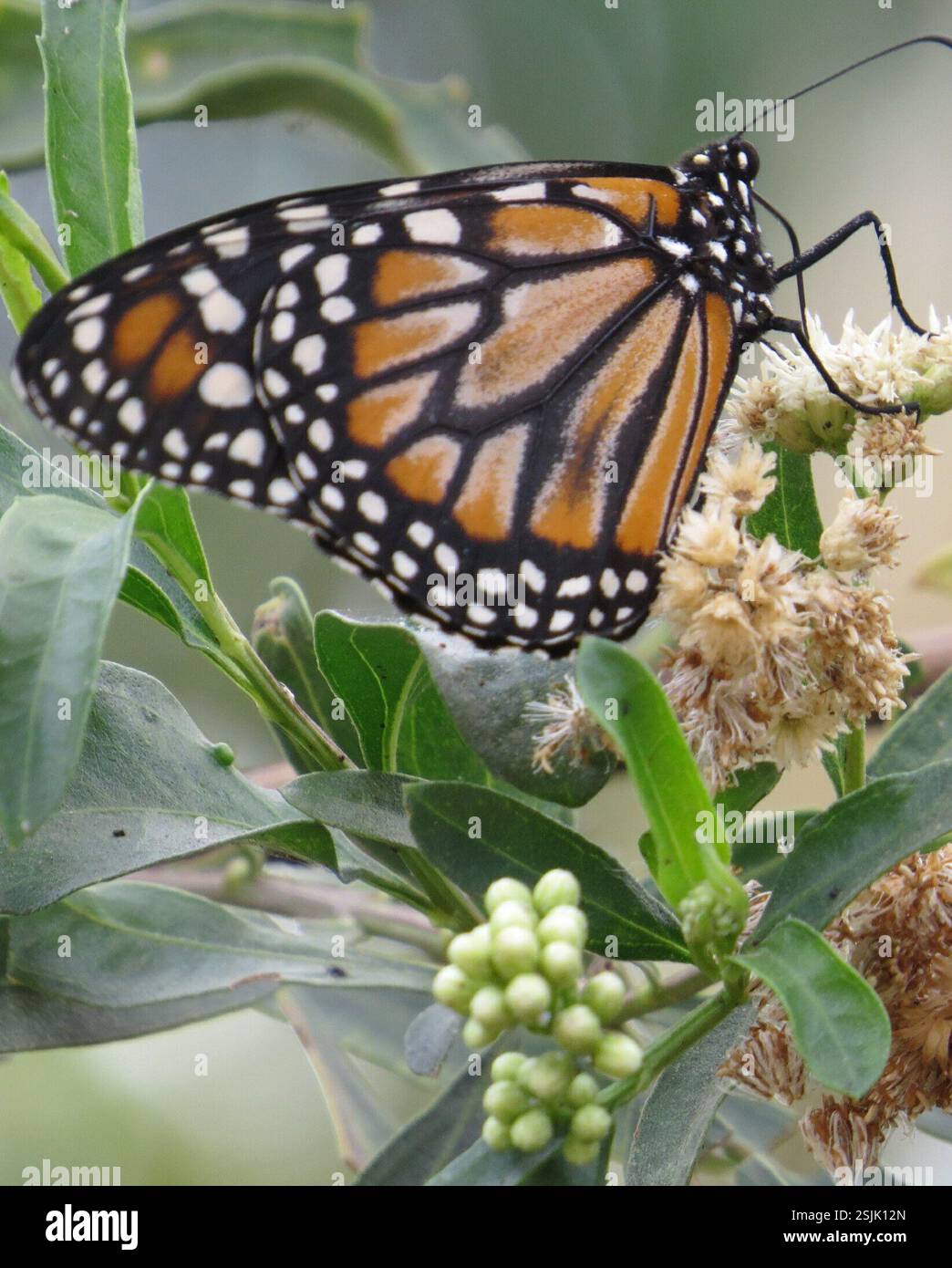 Southern Monarch (Danaus erippus), Insecta, Ciudad de Buenos Aires, AR ...