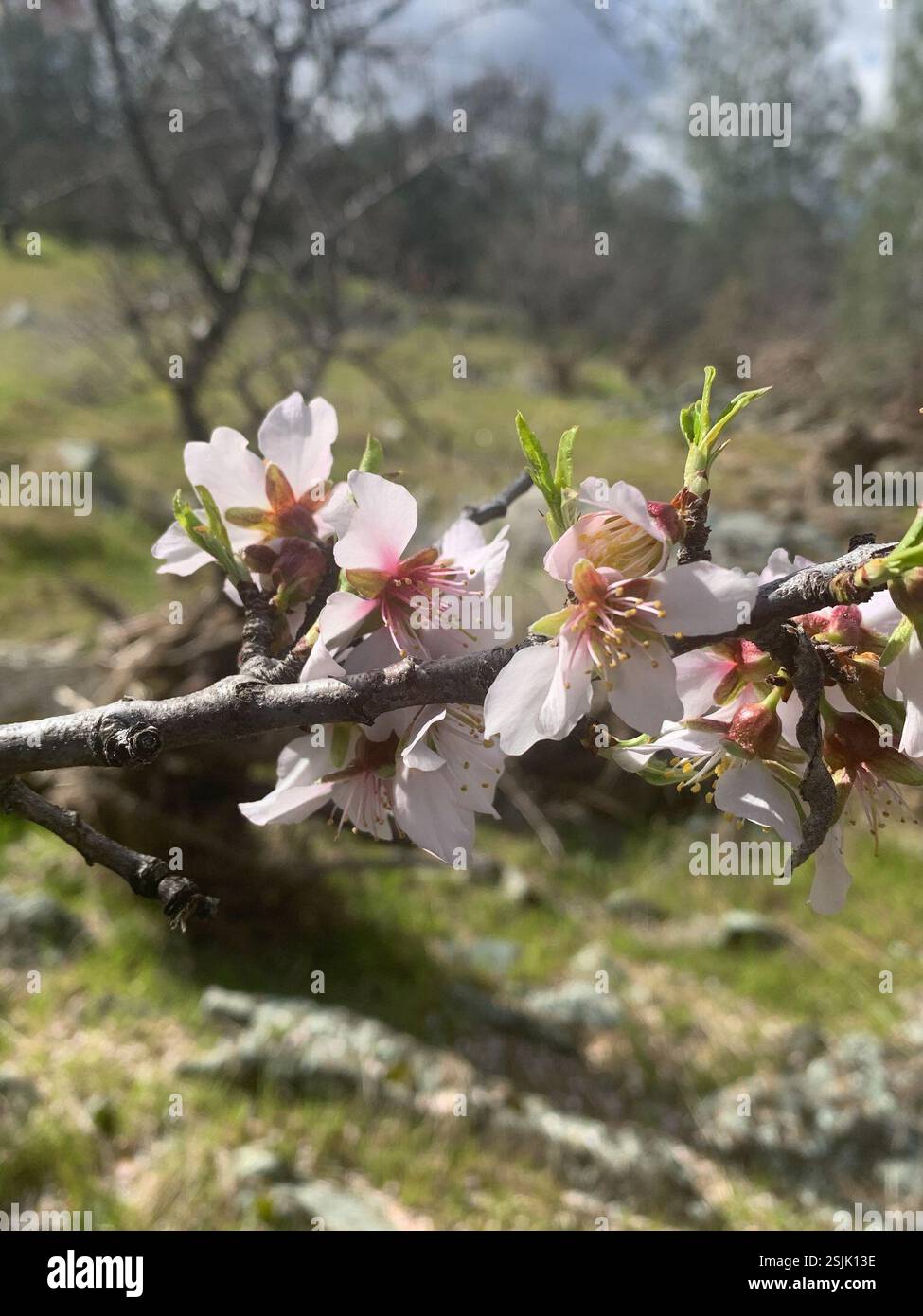 Almond (Prunus amygdalus), Plantae, Camp Beale Hwy, Beale Afb, CA, US ...