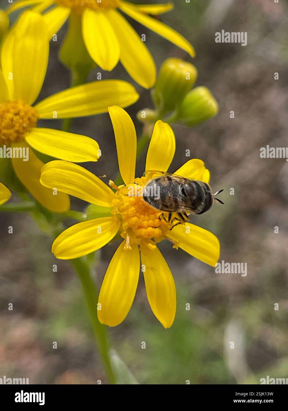 (Copestylum marginatum), Insecta, Enchanted Rock State Natural Area ...