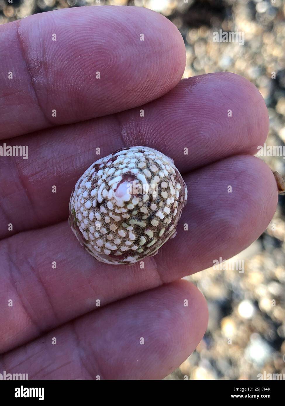 Whitecap Limpet (Acmaea mitra), Mollusca, Fitzgerald Marine Reserve ...