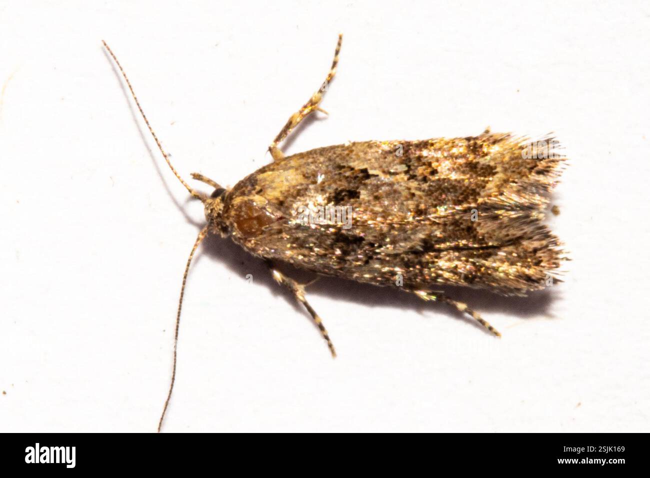 (Trachypepla anastrella), Insecta, Mount Hamilton, New Zealand, A few ...