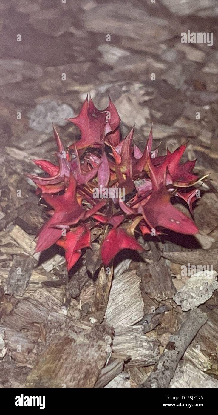 Himalayan honeysuckle (Leycesteria formosa), Plantae, North Island ...