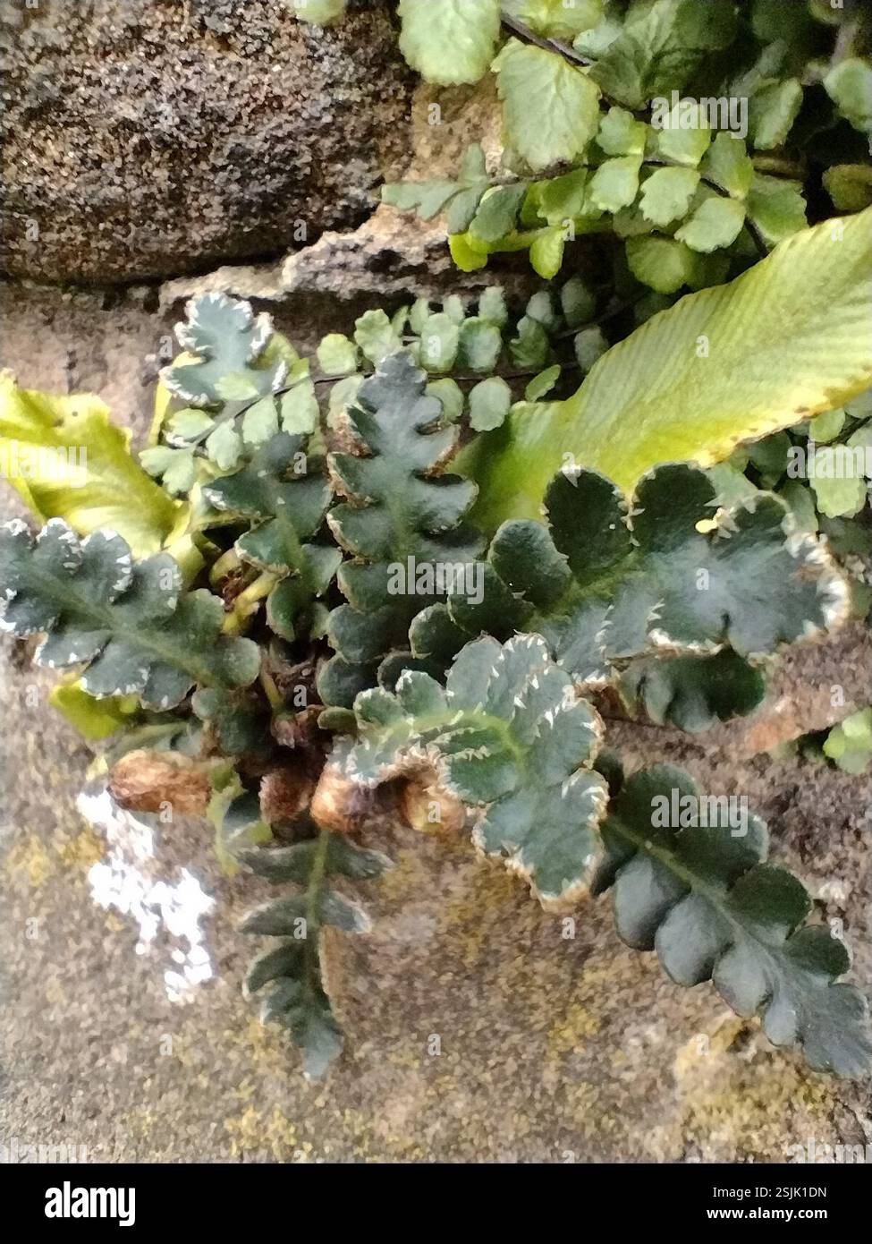 Rustyback (Asplenium ceterach), Plantae, Jarodale House, Forest Fields ...