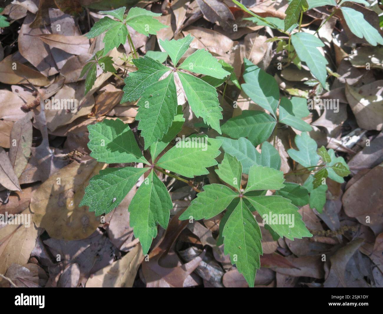 Virginia creeper (Parthenocissus quinquefolia), Plantae, Windsor Forest ...