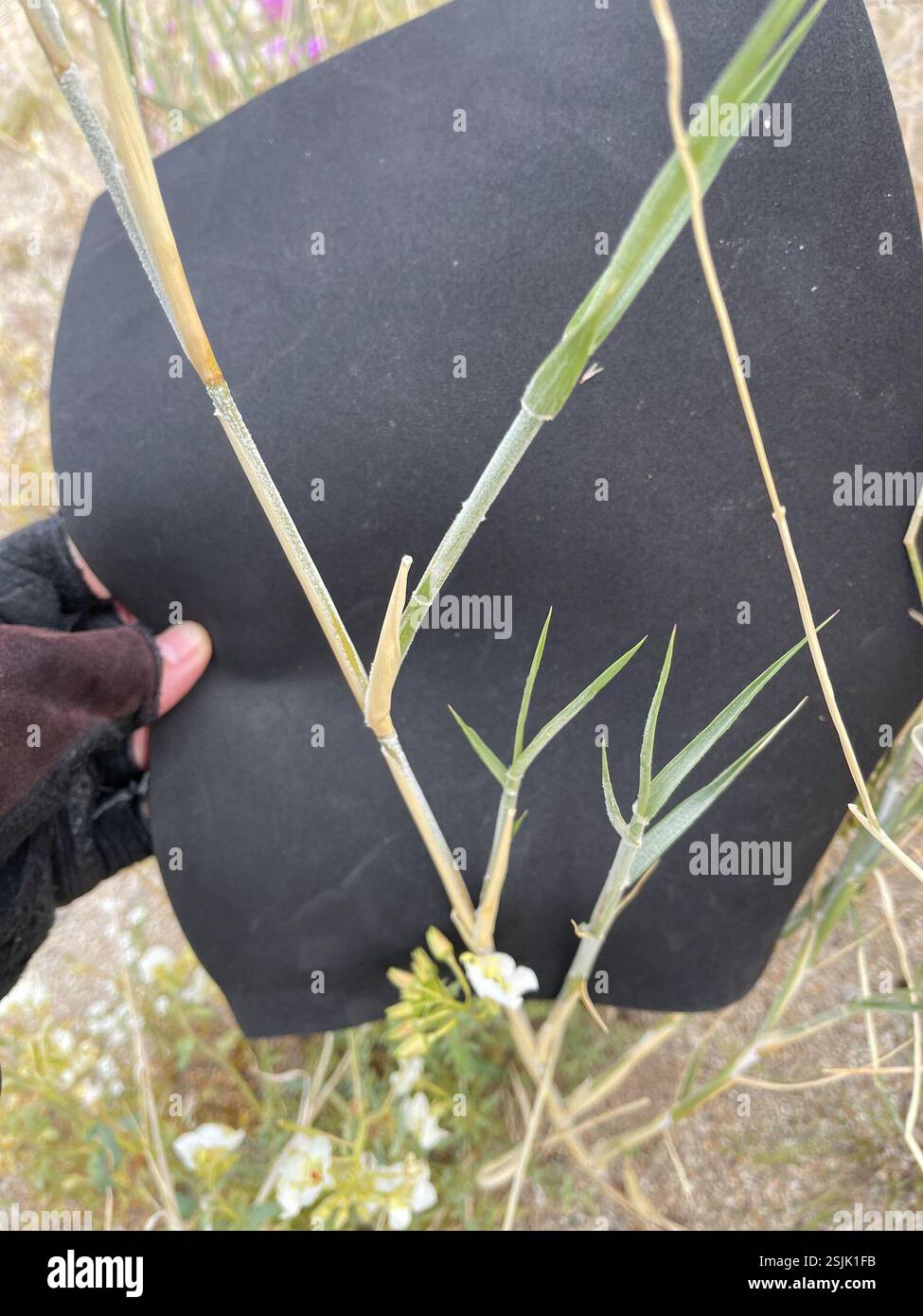 Big Galleta (Hilaria rigida), Plantae, Whip Dr, Borrego Springs, CA, US ...