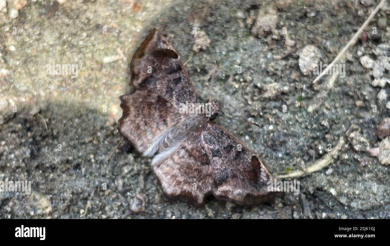 Common Spurwing (Antigonus erosus), Insecta, Calle los Muertos ...