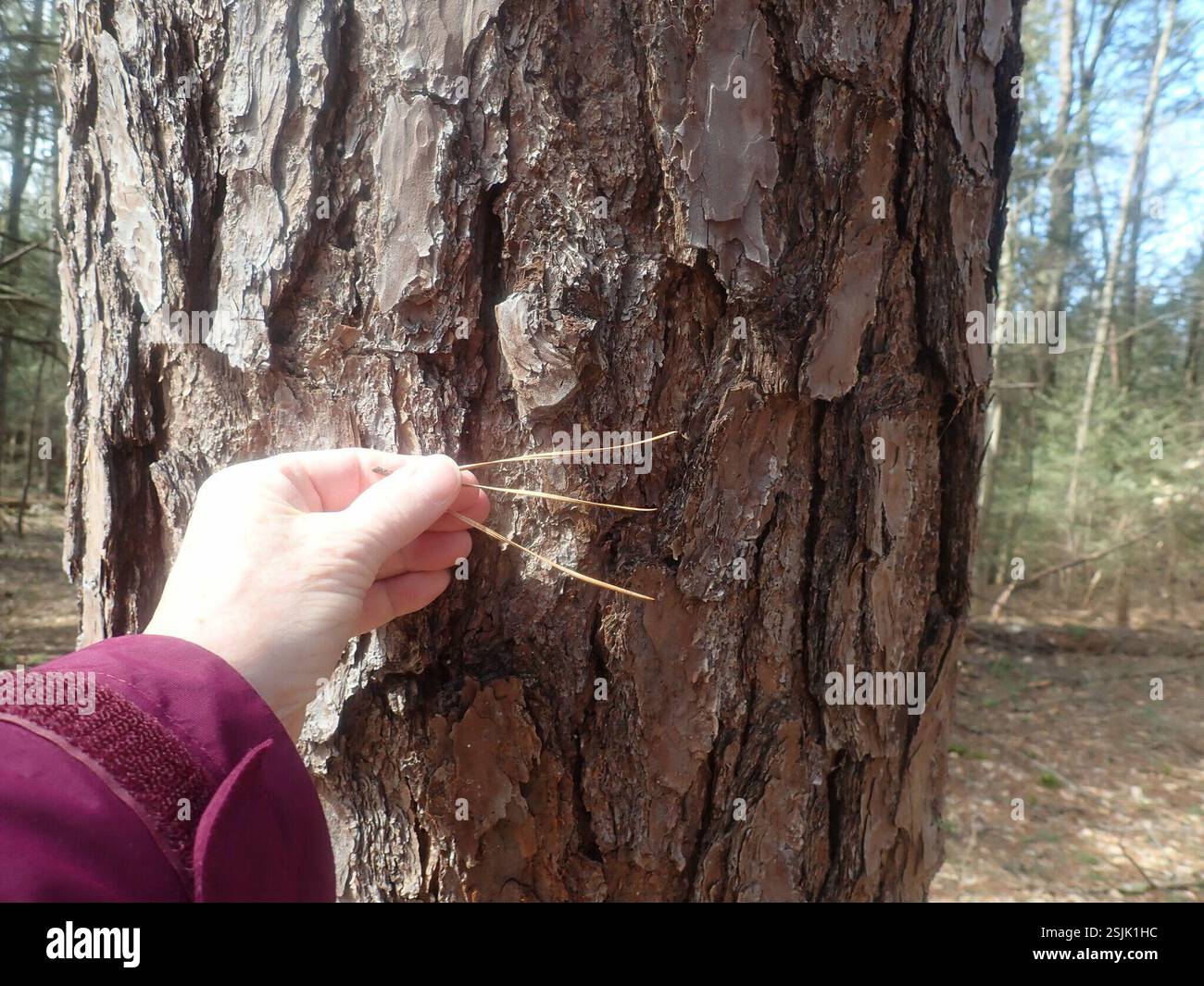 pitch pine (Pinus rigida), Plantae, Greenfield, MA 01301, USA Stock ...