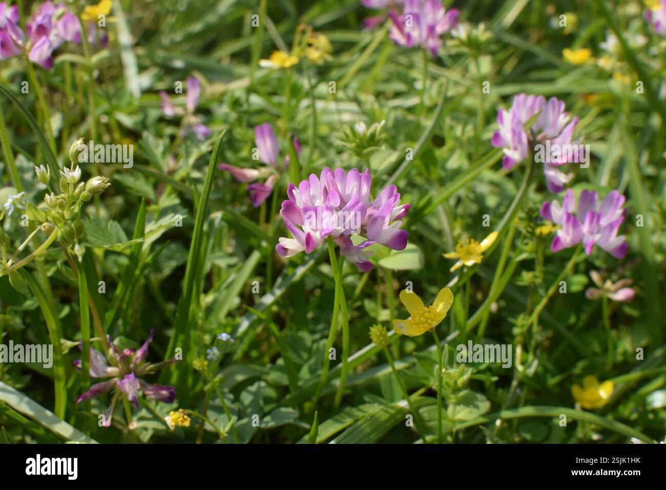 Chinese Milkvetch (Astragalus sinicus), Plantae, 中国浙江省杭州市西湖区 Stock ...