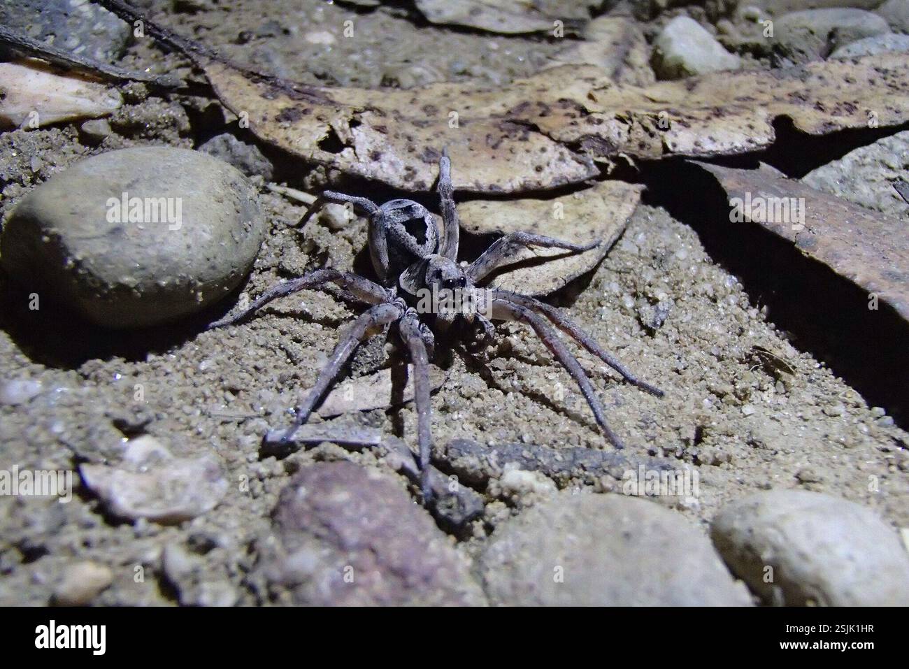 Variable Wolf Spider (Venator spenceri), Arachnida, 62 Railway Parade ...
