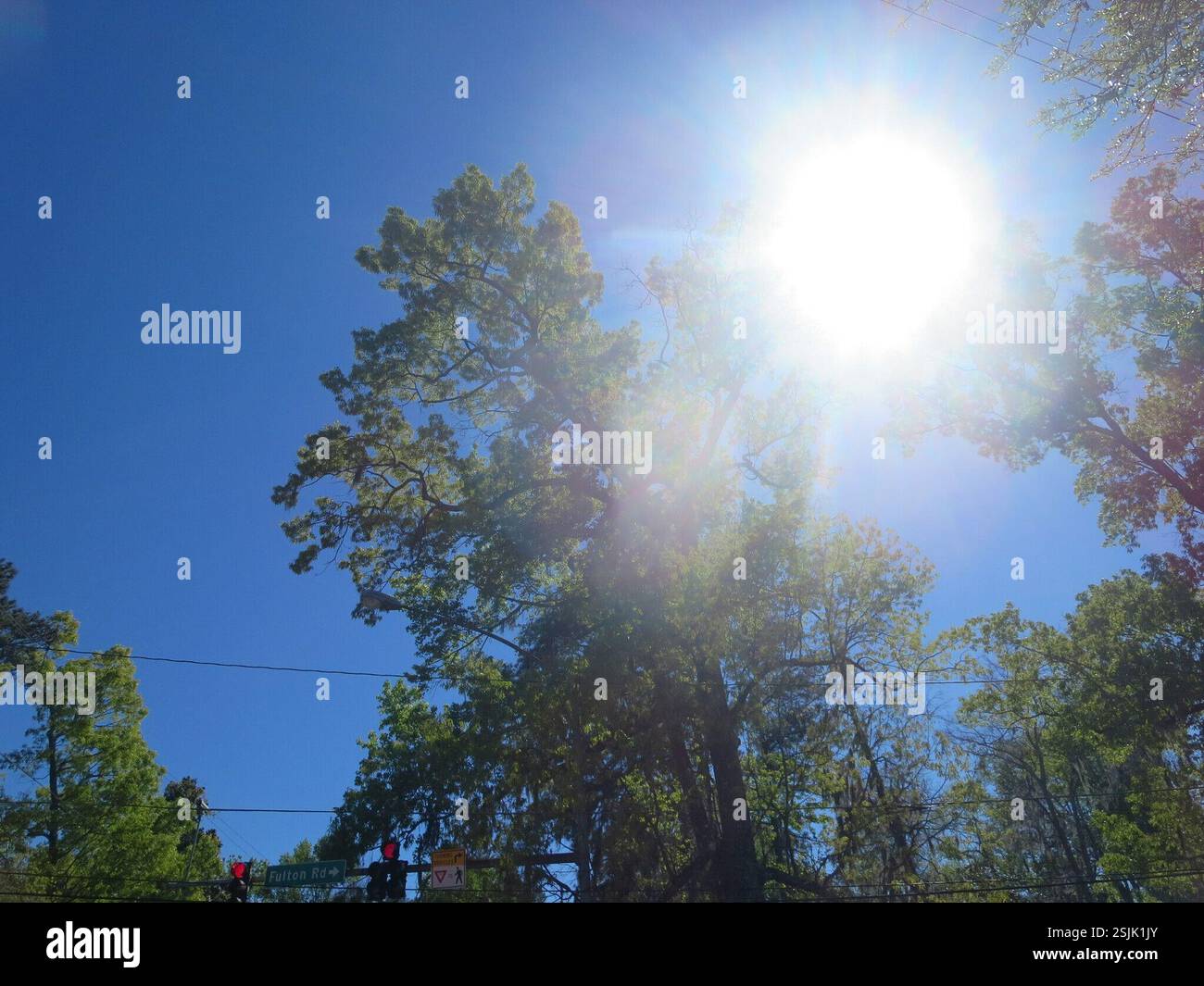 southern red oak (Quercus falcata), Plantae, Windsor Forest, Savannah ...