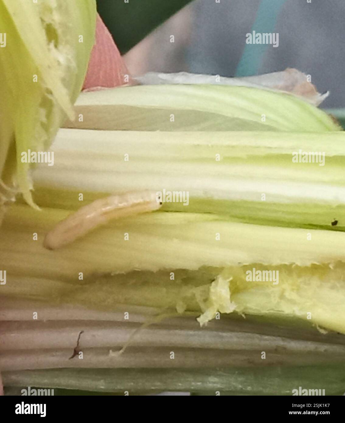 Onion maggot hi-res stock photography and images - Alamy